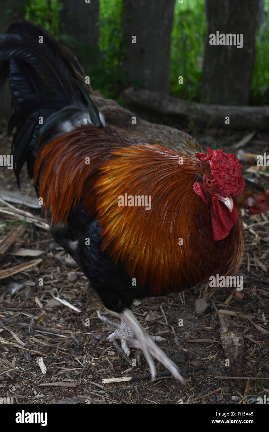 Brilliantly colored rooster with a red crest and bright feathers Stock ...