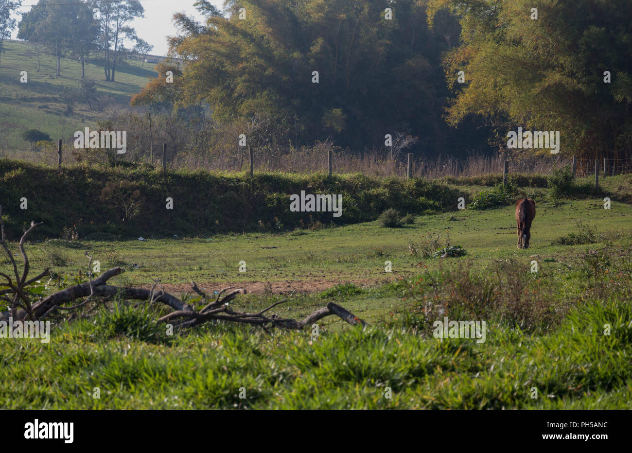 Bucolic Scene of a horse gazing in the morning sun Stock Photo - Alamy
