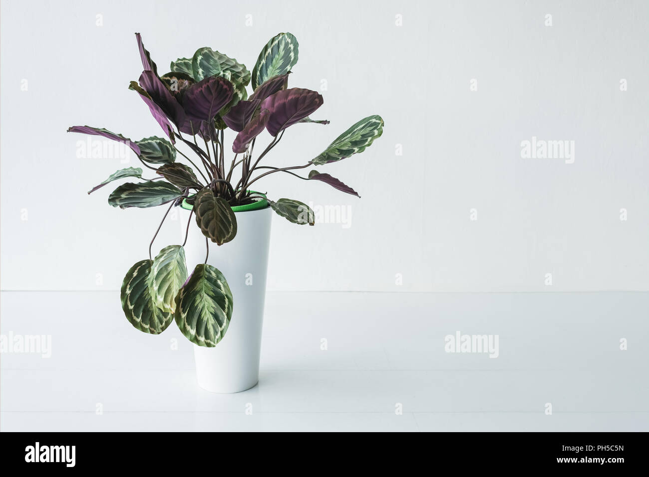 Calathea in pot with colorful leaves isolated on grey background Stock ...