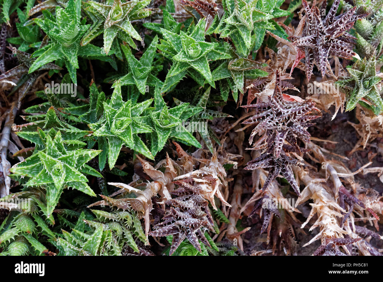 Genus aloe hi-res stock photography and images - Alamy