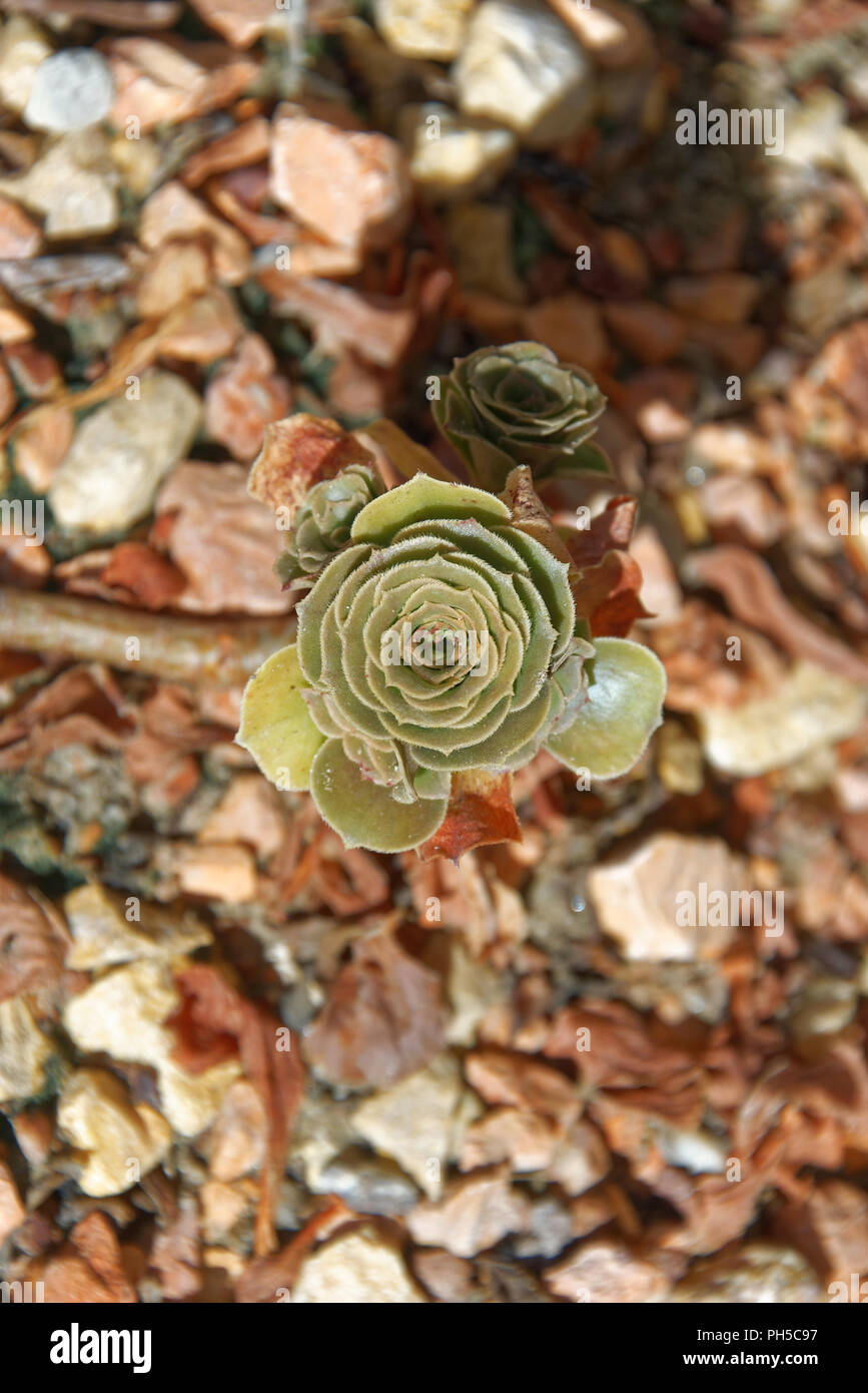 Aeonium arboreum, the tree aeonium, tree houseleek, or Irish rose, is a ...