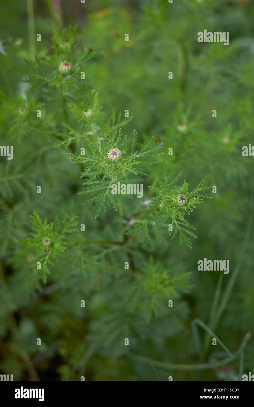 Anthemis arvensis close up Stock Photo - Alamy