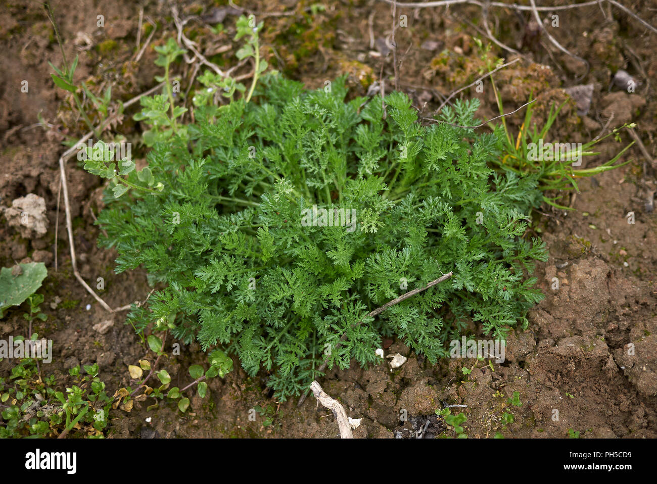 Mayweed corn chamomile anthemis hi-res stock photography and images - Alamy