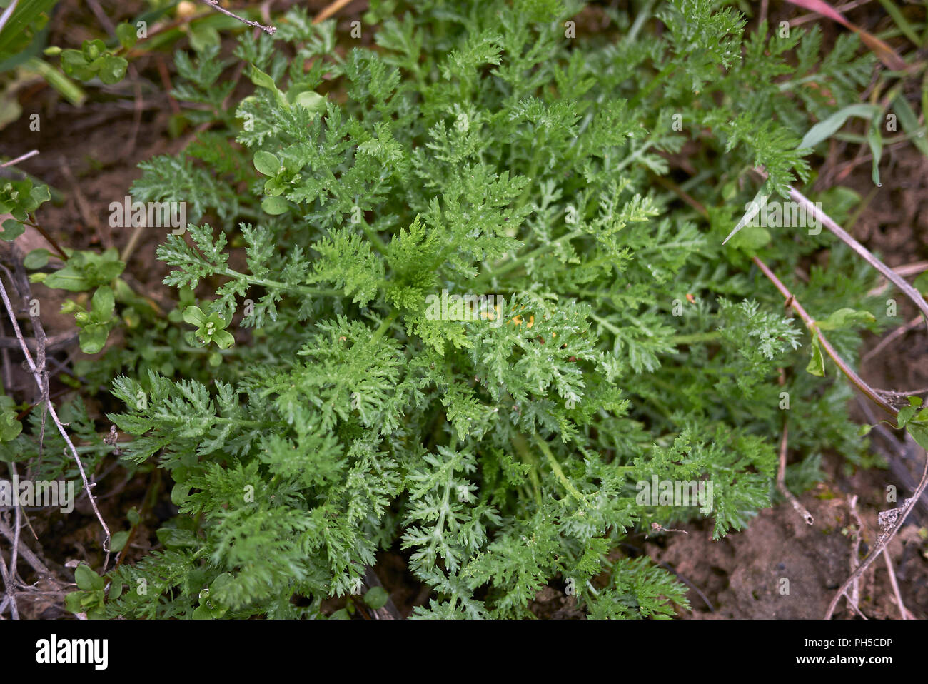 Anthemis mayweed hi-res stock photography and images - Alamy