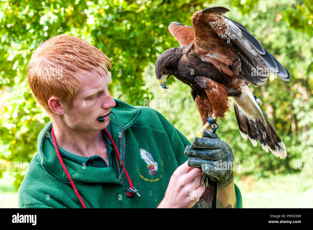 A Brown Eagle, standing on his falconer (austringer Stock Photo - Alamy