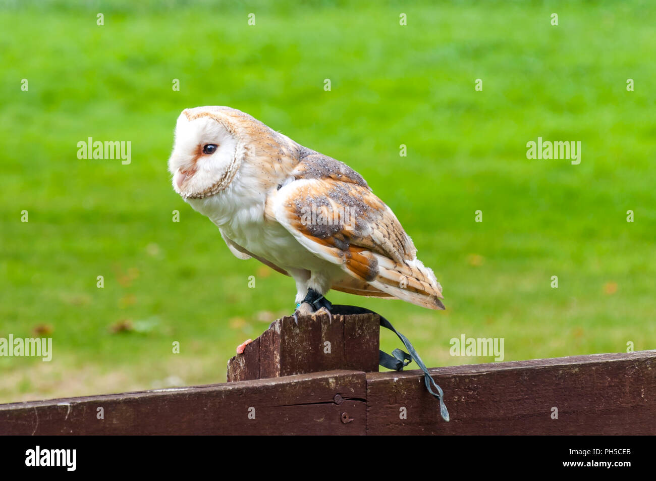 Barn owl side profile hi-res stock photography and images - Alamy