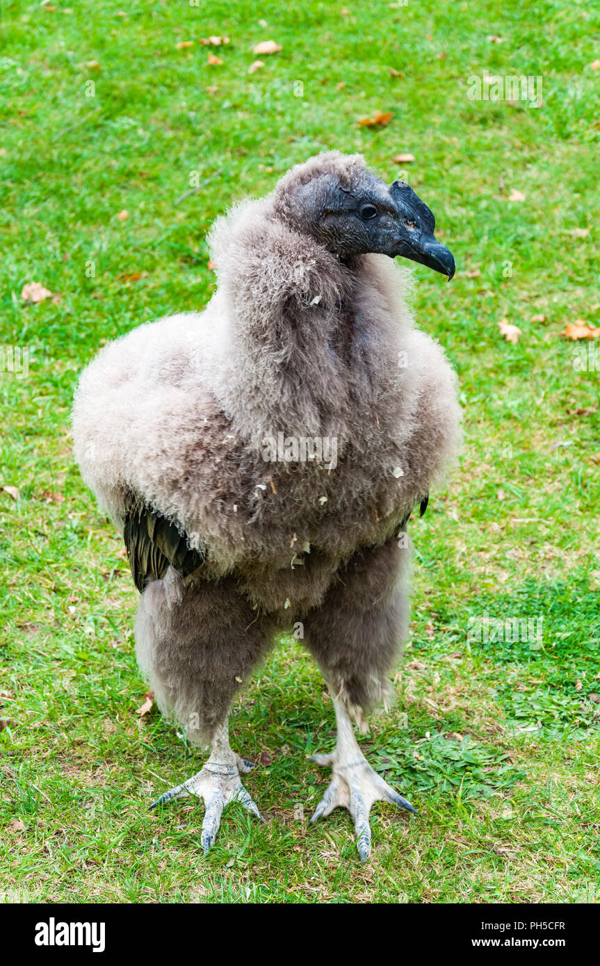 A young Andean Condor (Vultur gryphus Stock Photo - Alamy