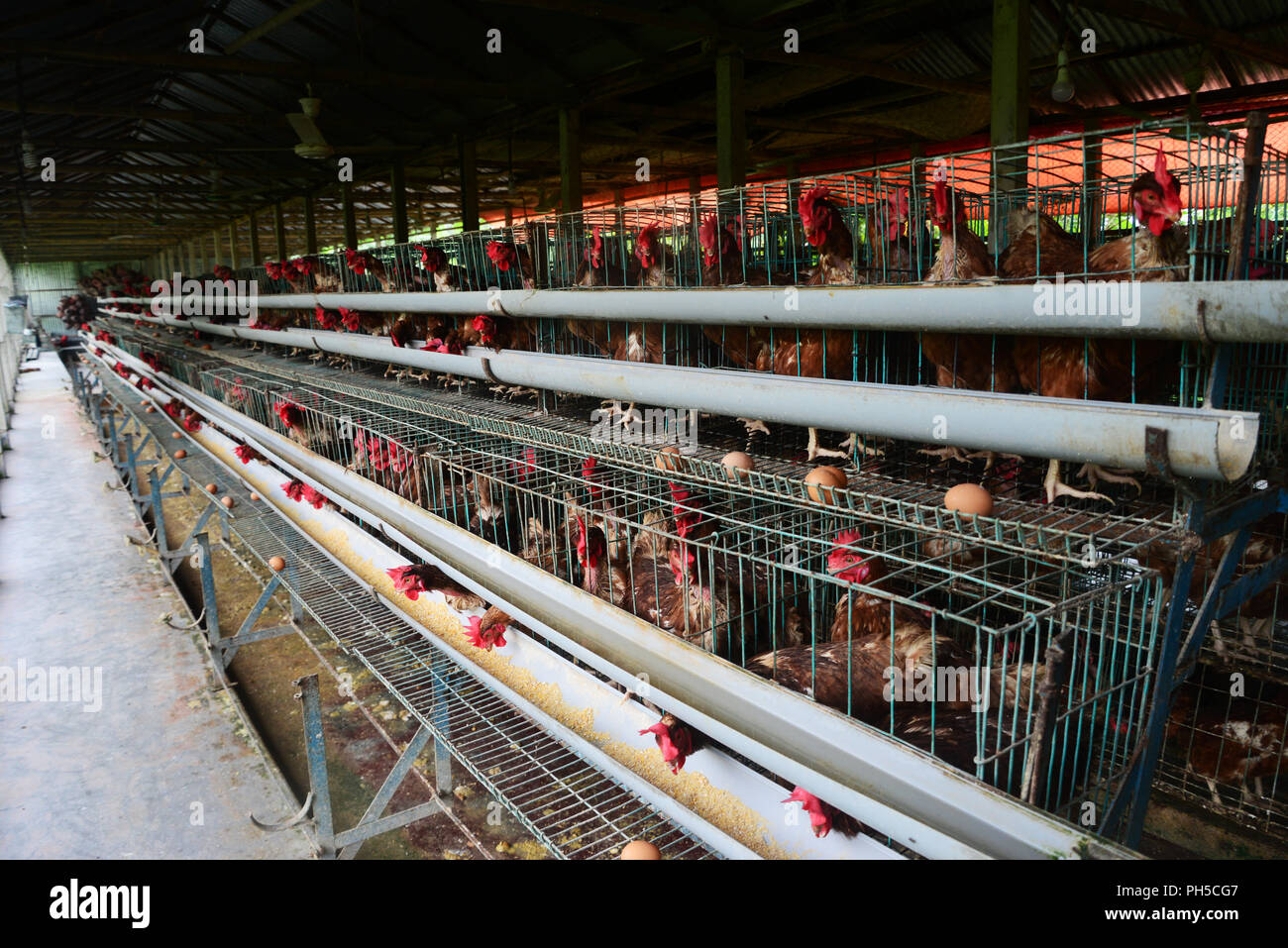 A poultry Farm in Doulatpour Village, outskirts of Dhaka in Bangladesh ...