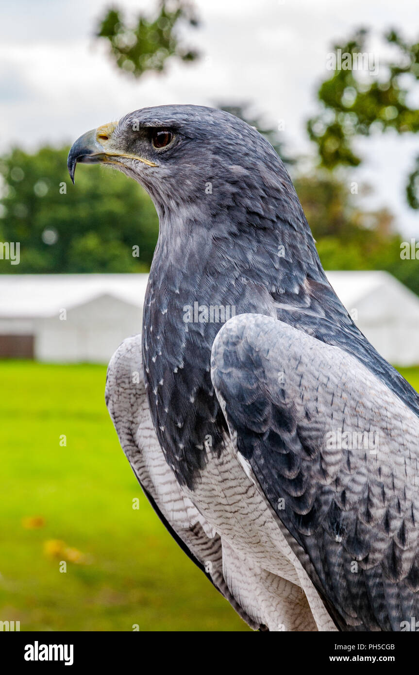 Chilean blue eagle hi-res stock photography and images - Alamy