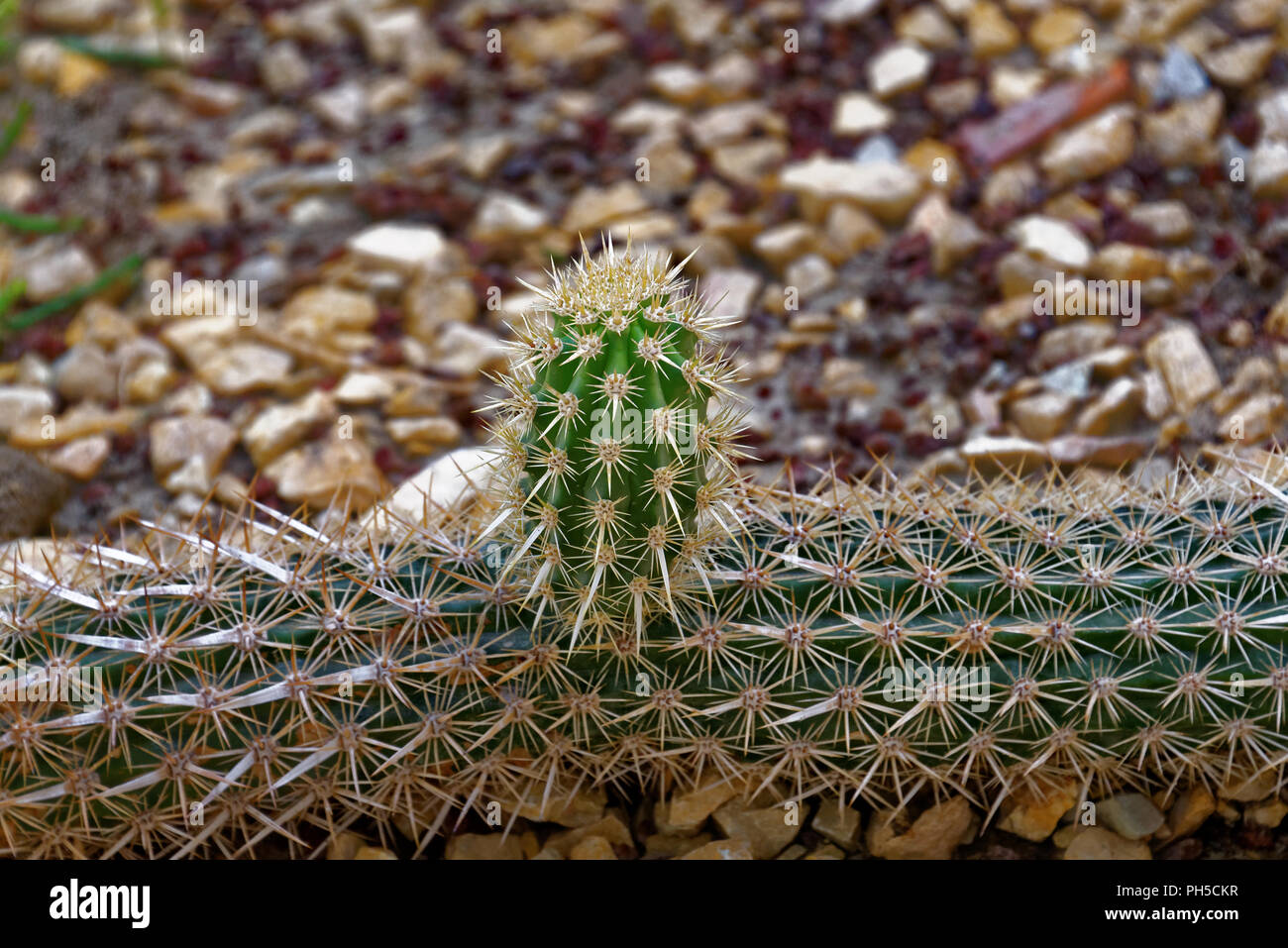 A species in the Cactaceae family Stock Photo - Alamy
