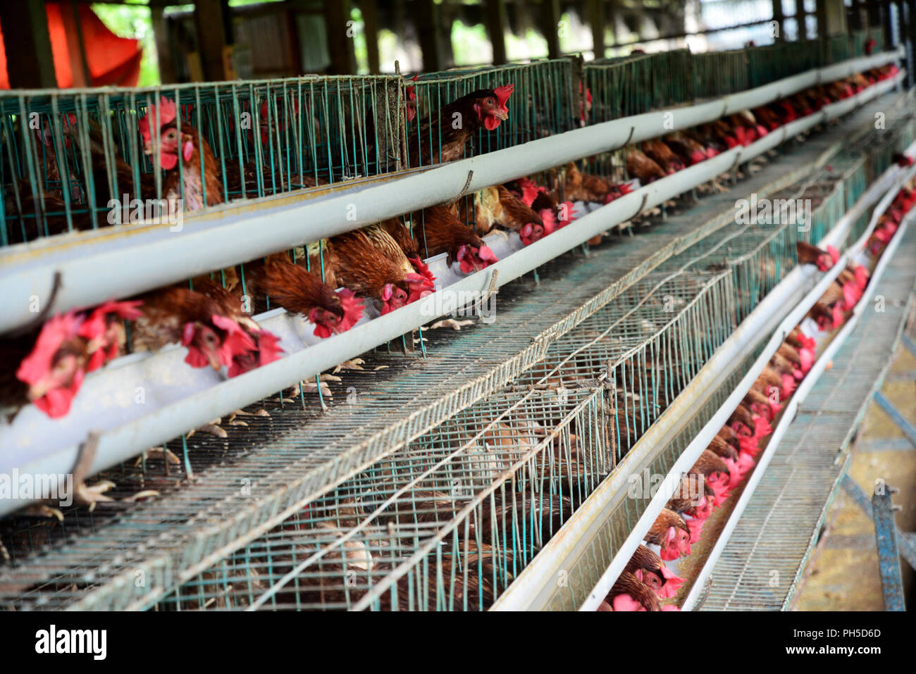 Cheken hi-res stock photography and images - Alamy