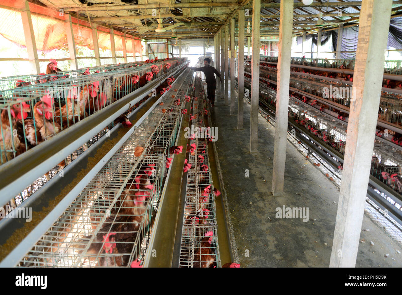 A Bangladeshi labourer feeding the chickens at the Poultry Farm in ...