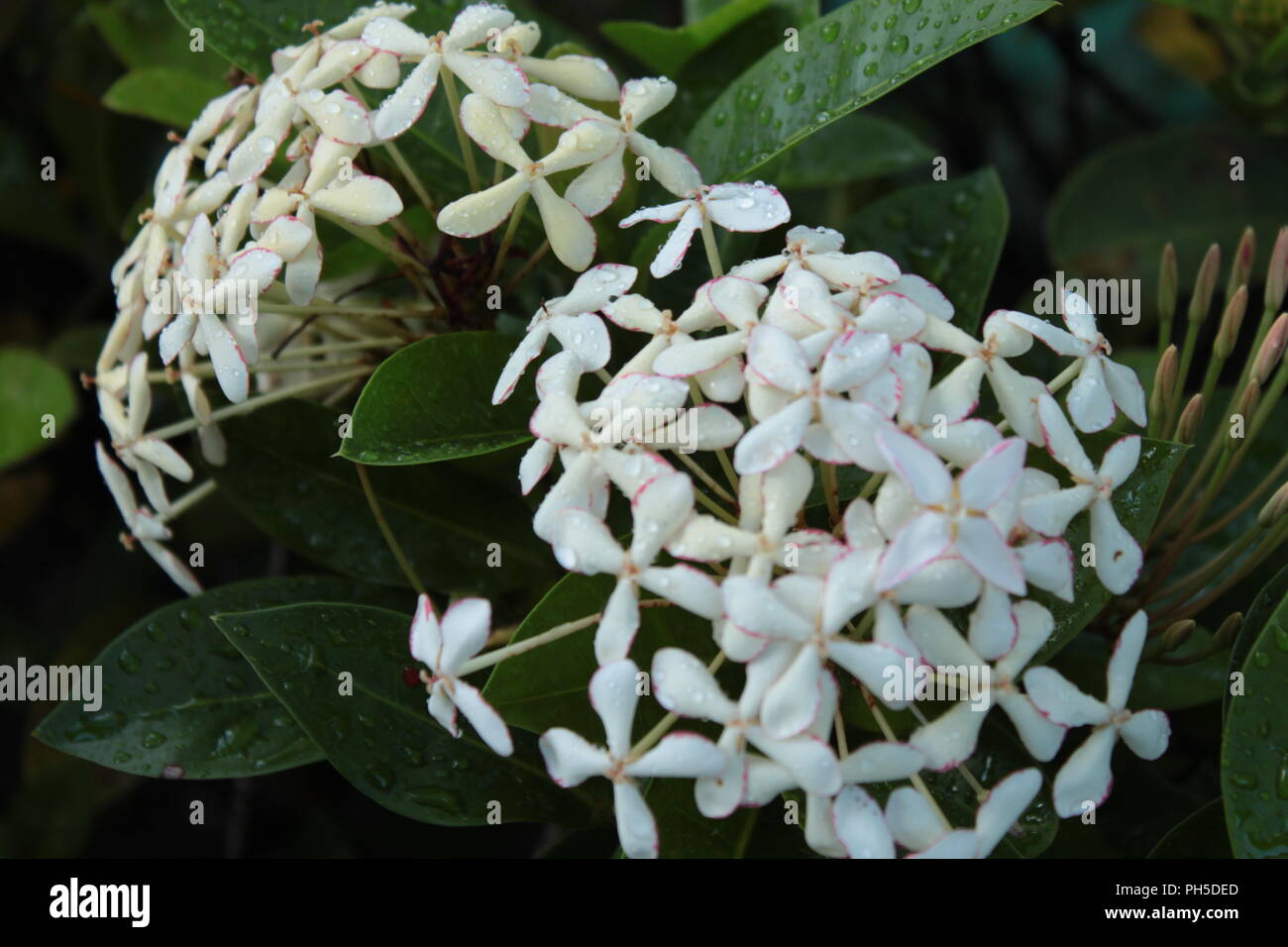 Plantae plantae plants hi-res stock photography and images - Alamy