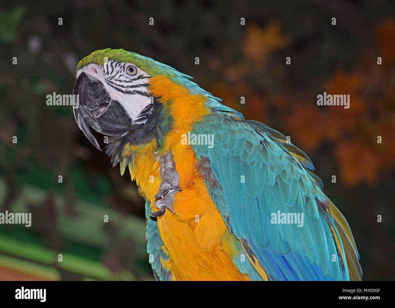 Blue and Yellow Macaw, Sitting on Perch Stock Photo - Alamy
