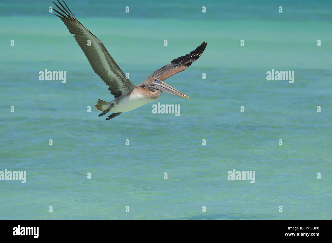 Beautiful pelican flying through the tropical sky Stock Photo - Alamy