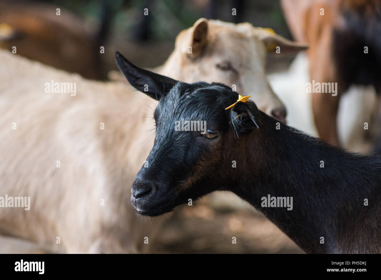 goats in farm Stock Photo - Alamy