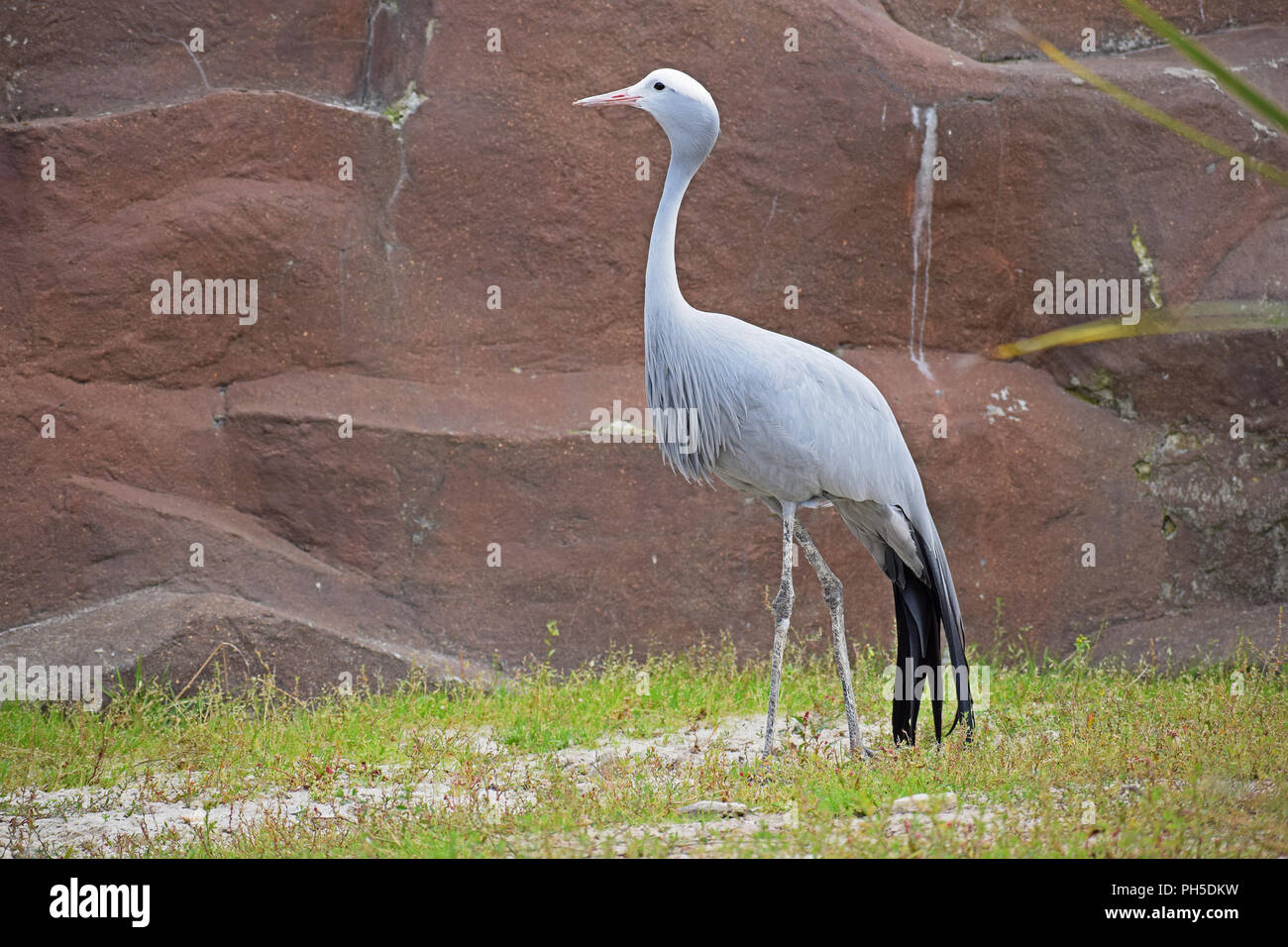 Blue Crane - Standing in Enclosure Stock Photo - Alamy