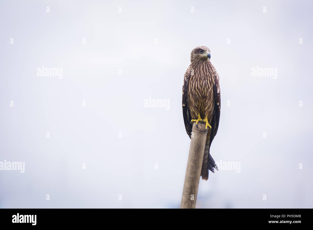 Amazing eagle hi-res stock photography and images - Alamy