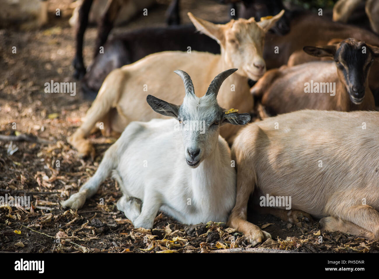 goats in farm Stock Photo - Alamy