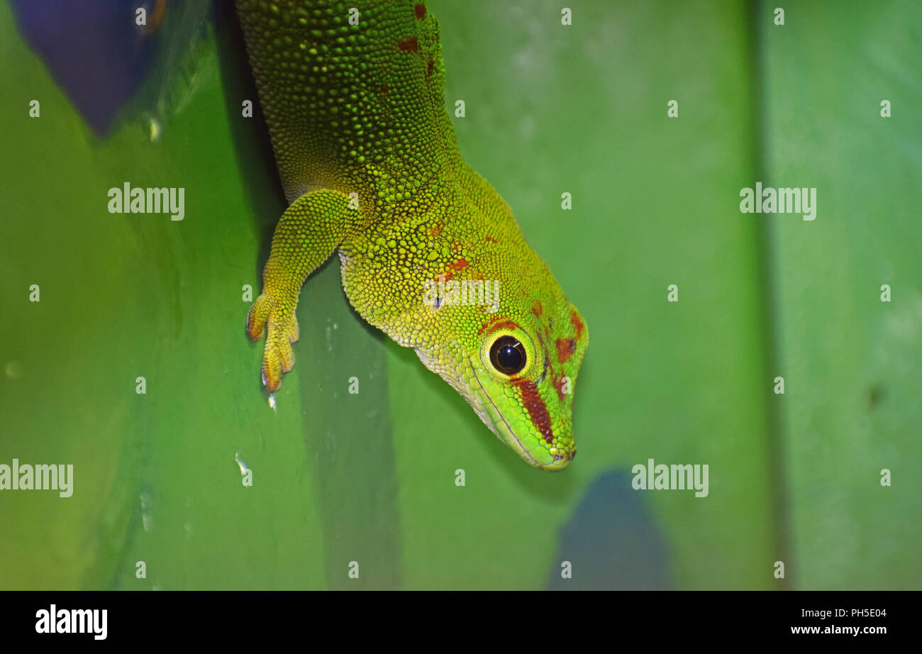 Day Gecko - on Wall Stock Photo - Alamy