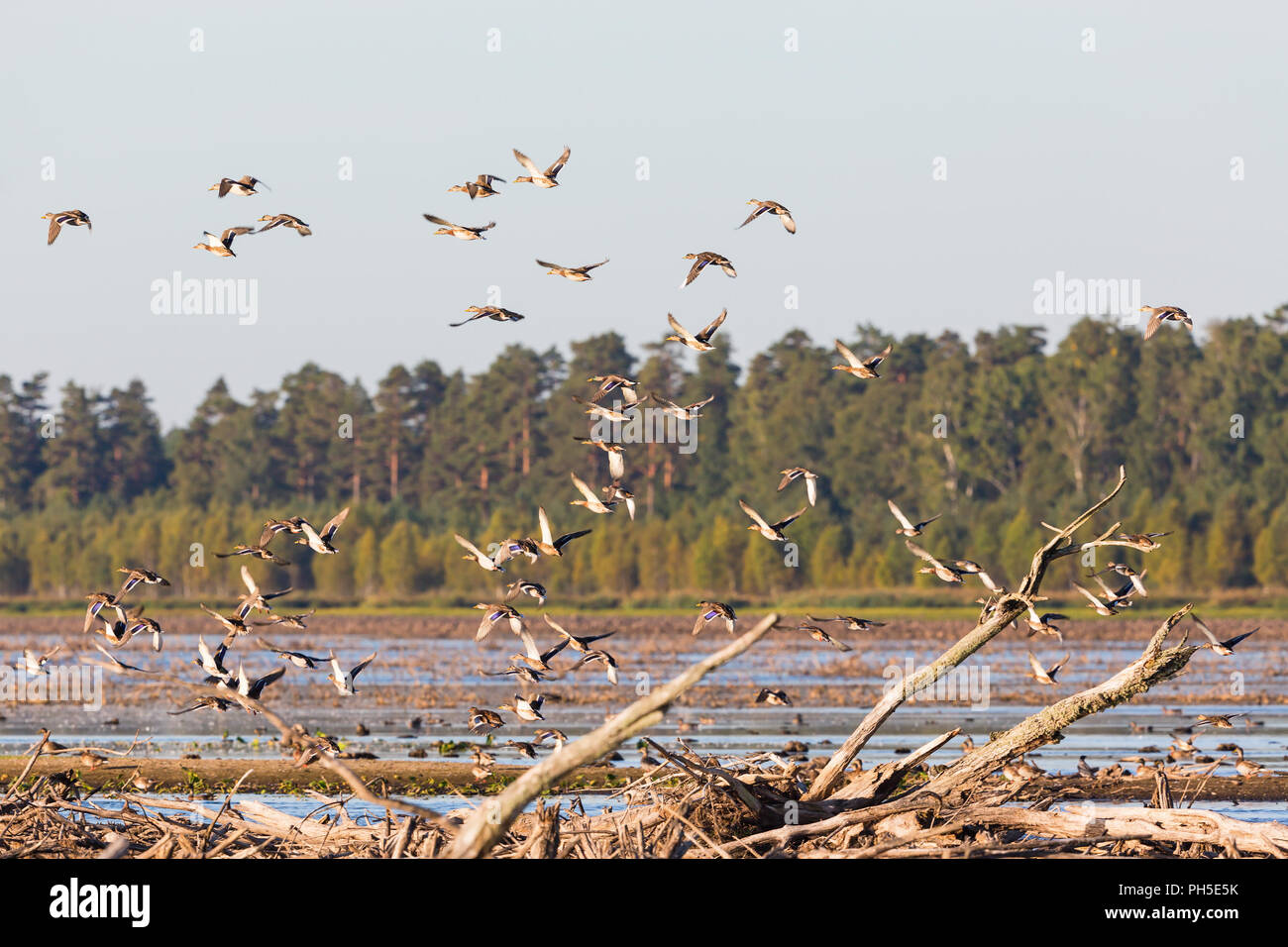 Flock of Mallards taking off Stock Photo - Alamy