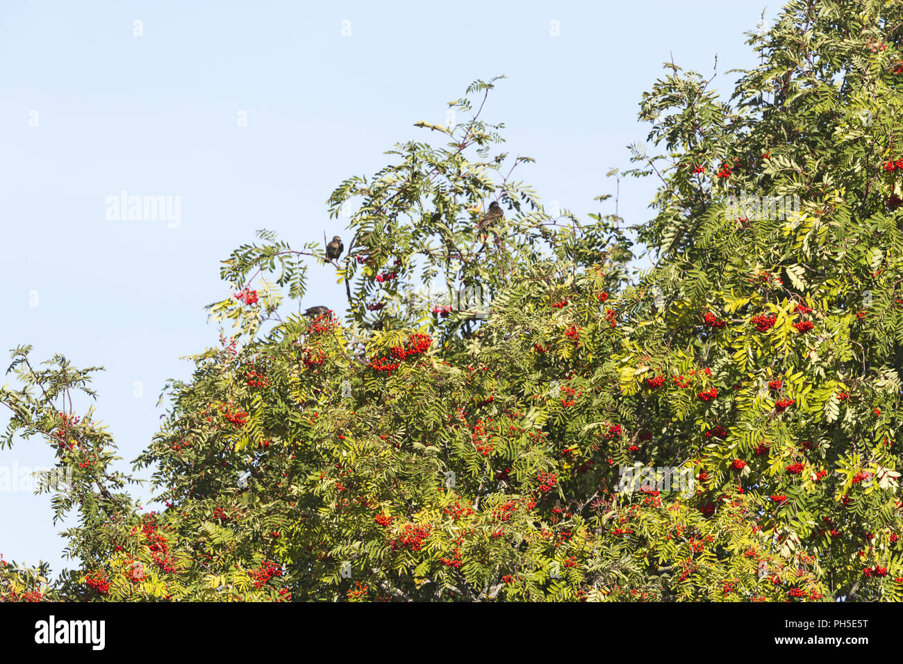 Rowan Tree with red berries in summer Stock Photo - Alamy