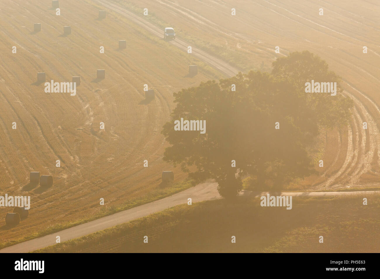Road crossing with trees in fog Stock Photo - Alamy