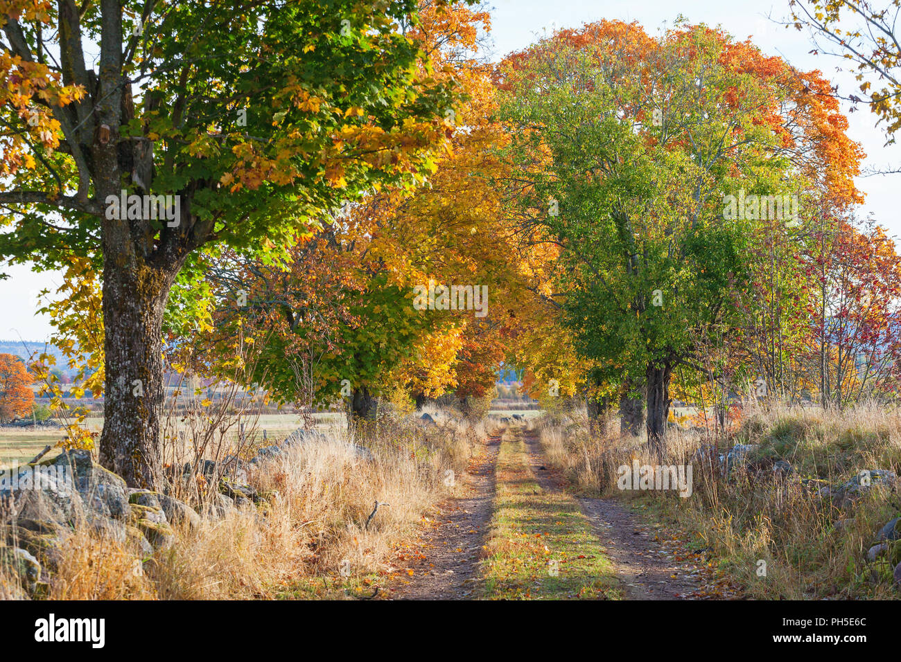 Stone wall farm road fall colors hi-res stock photography and images ...