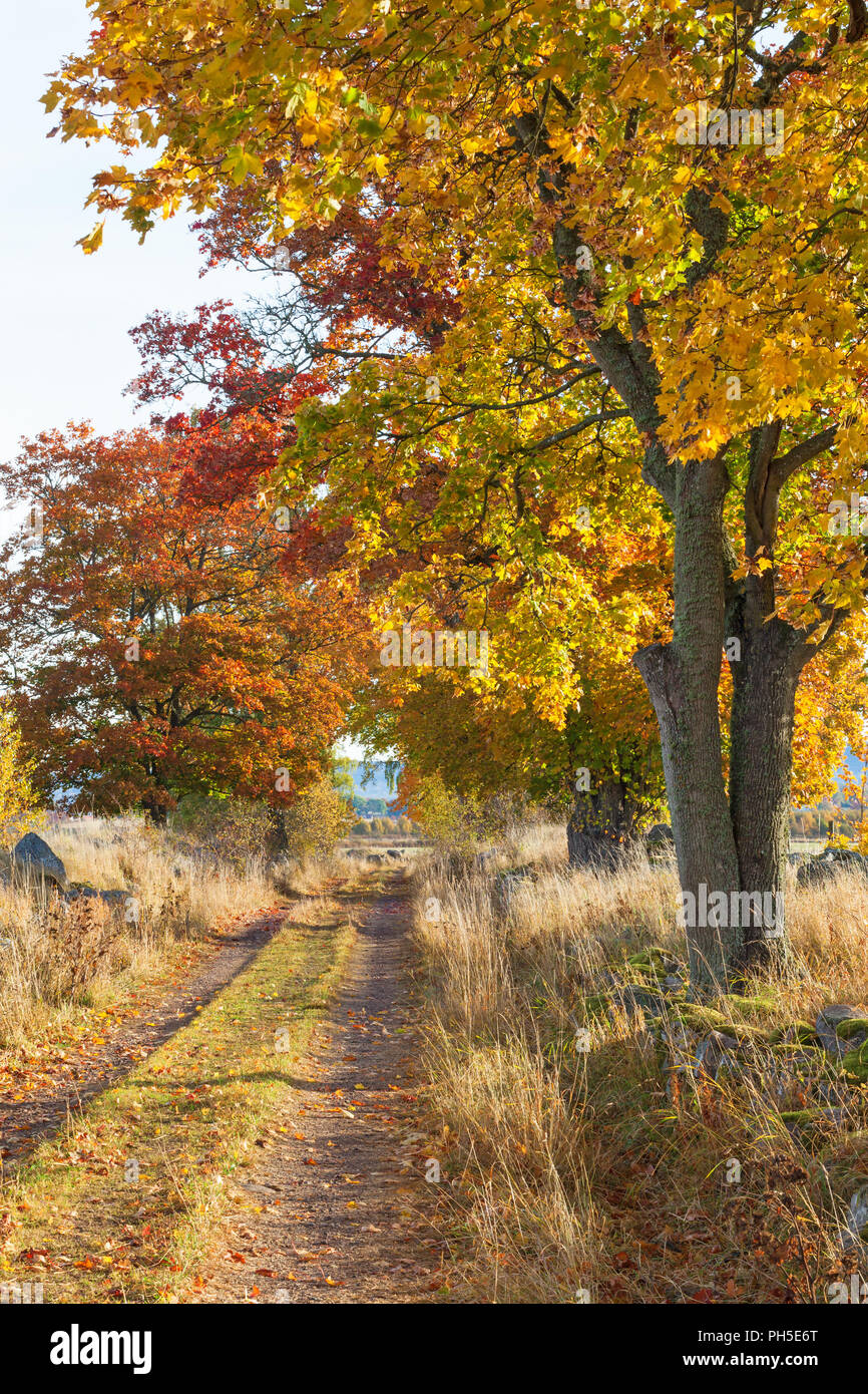 Country road with treeline in autumn colors Stock Photo - Alamy