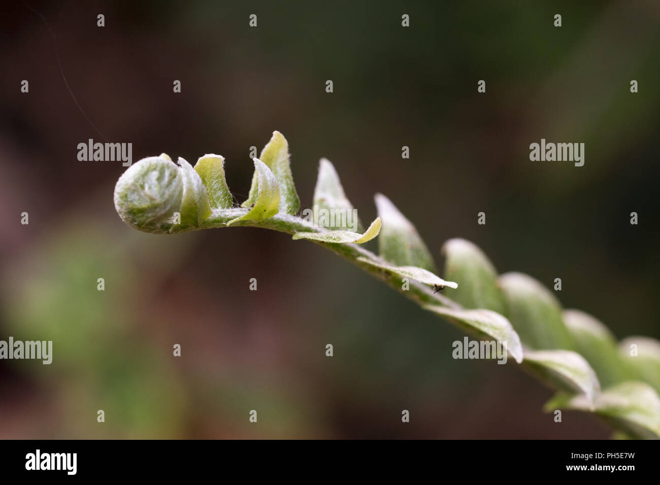 Fern Leaf or Frond Stock Photo - Alamy