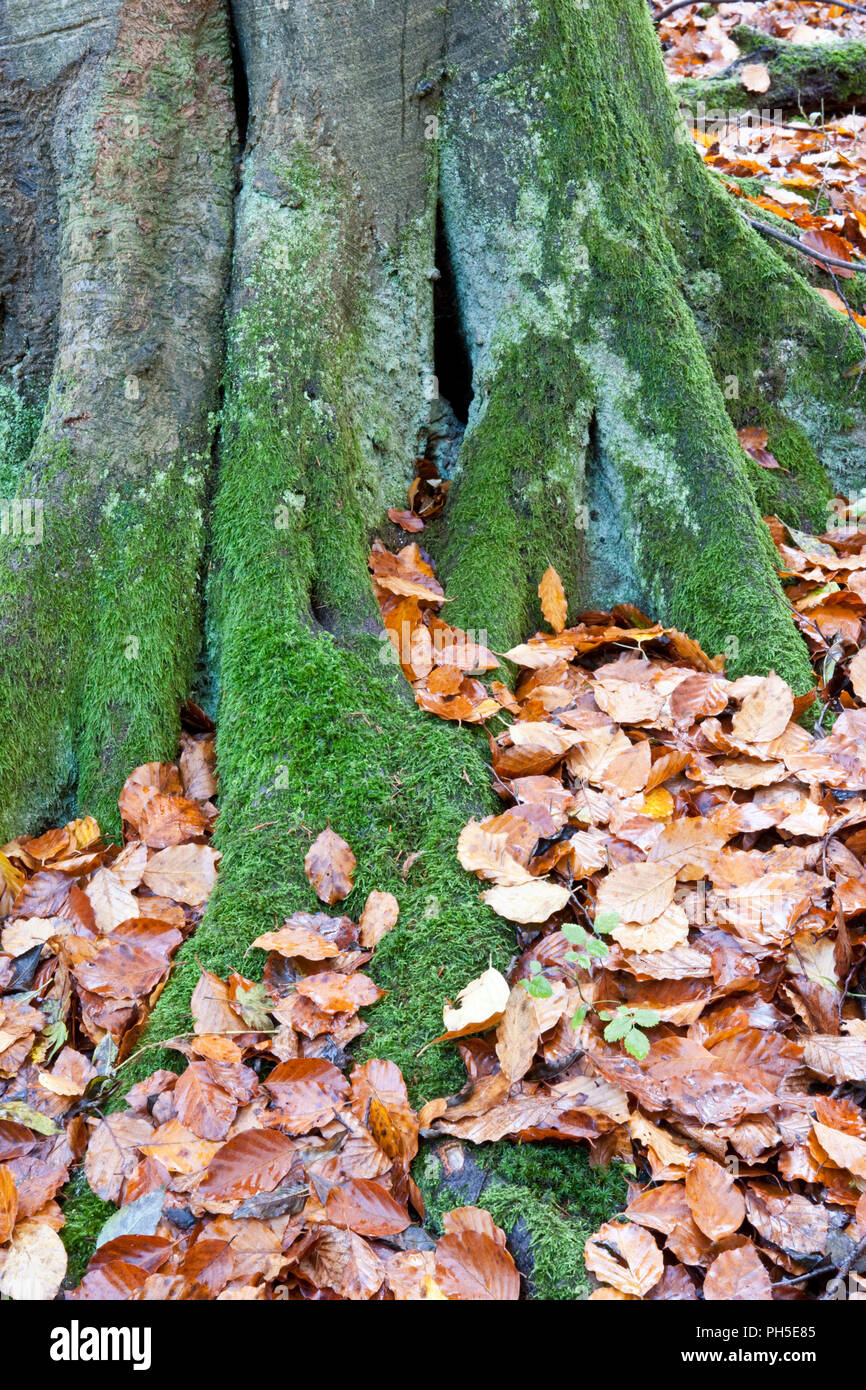 Beech trees Fagus sylvatica, tree roots Stock Photo - Alamy