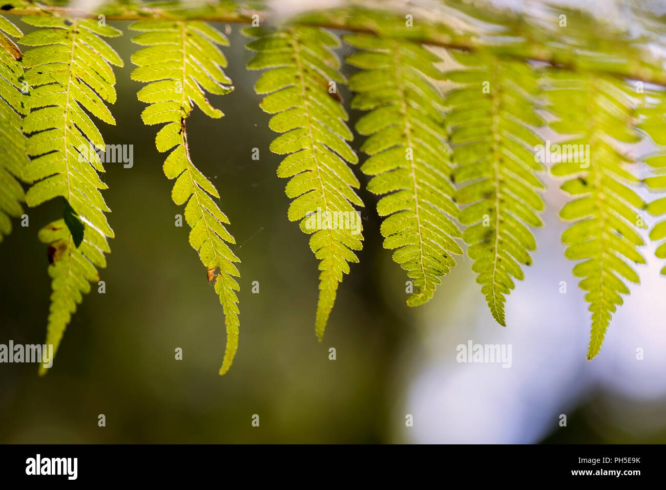 Fern Leaf or Frond Stock Photo - Alamy