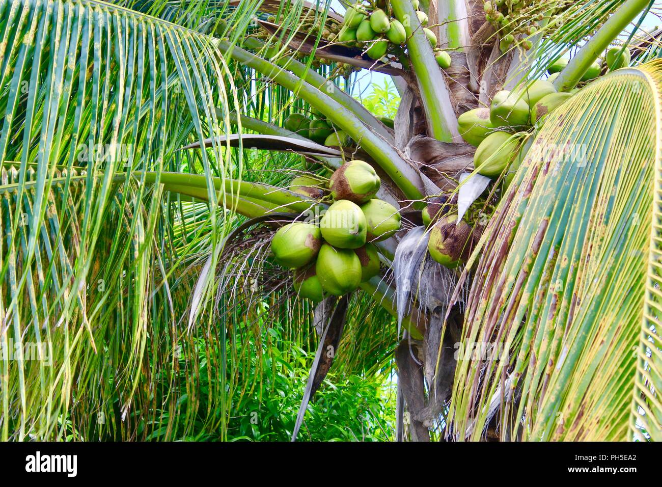 Coconut tree with coconuts hi-res stock photography and images - Alamy