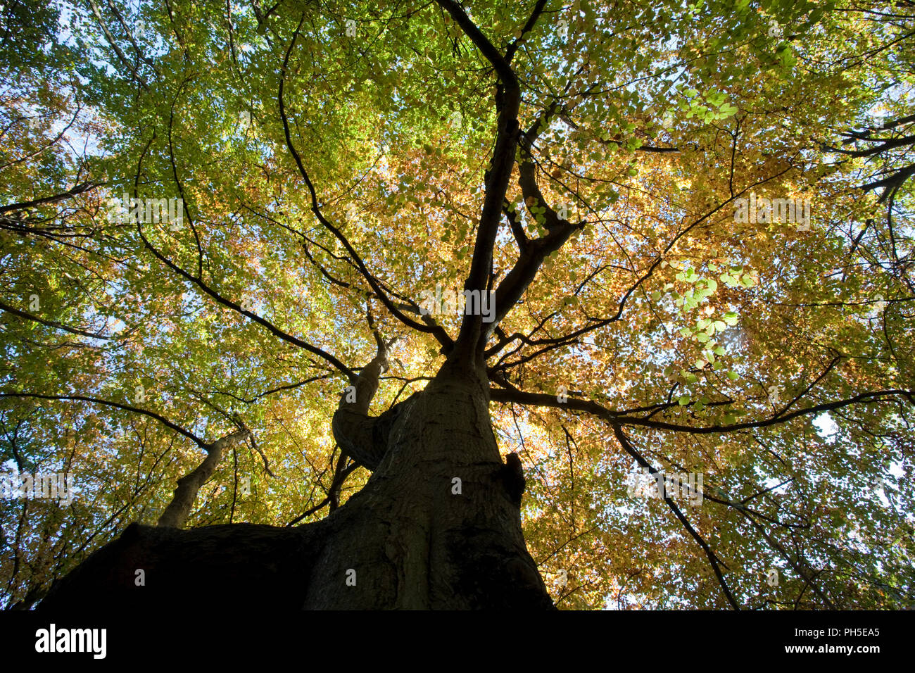 Beech trees Fagus sylvatica, leaf canopy Stock Photo - Alamy
