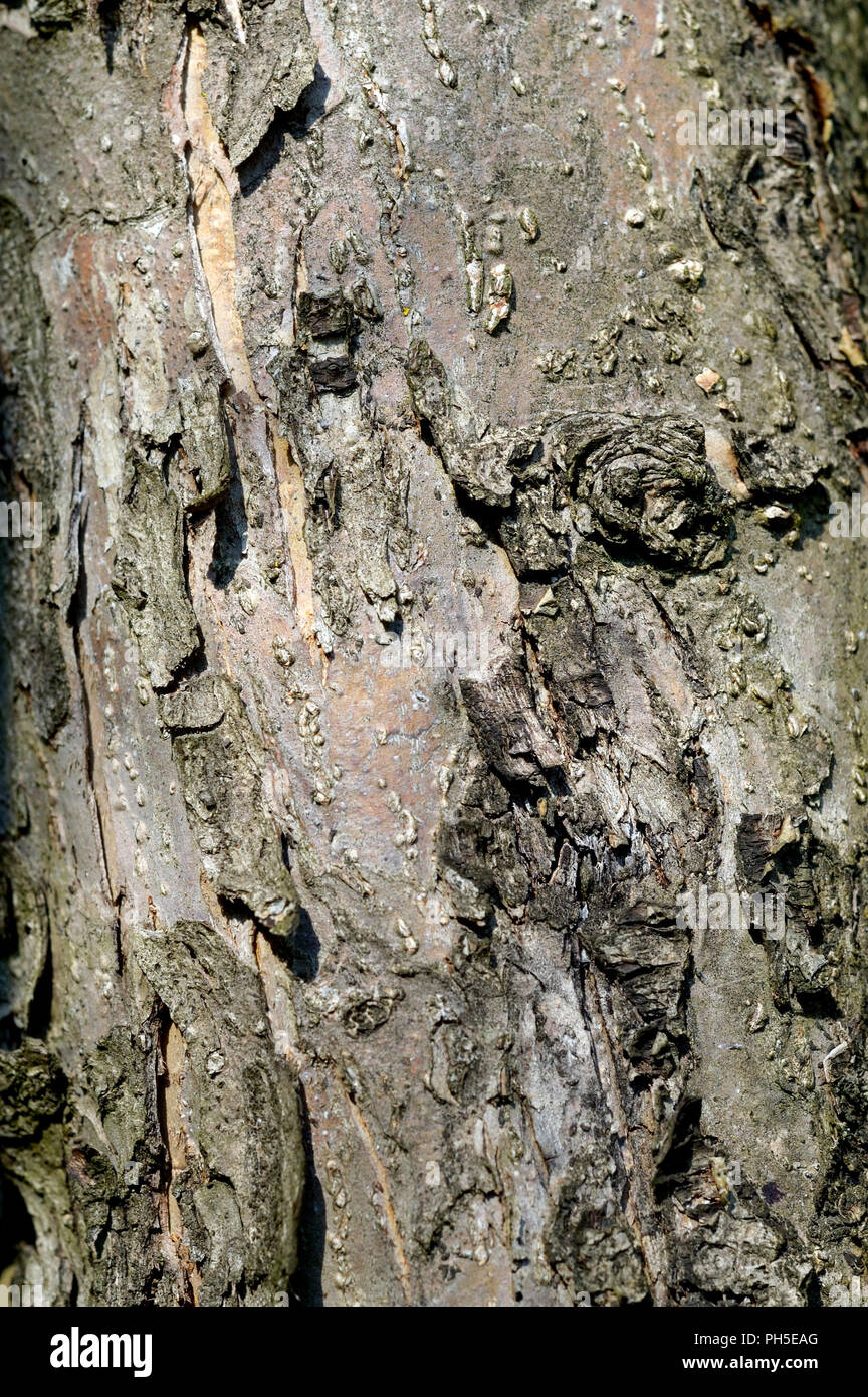 Texture of bark of apple tree Stock Photo - Alamy