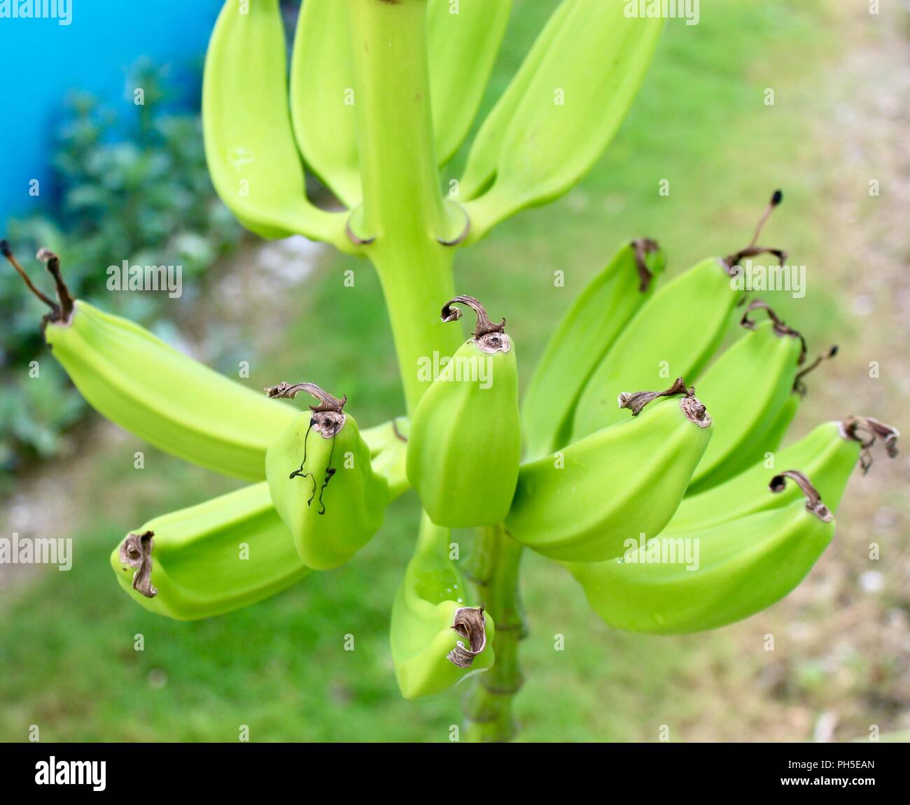 Green bananas hanging in the yard Stock Photo - Alamy