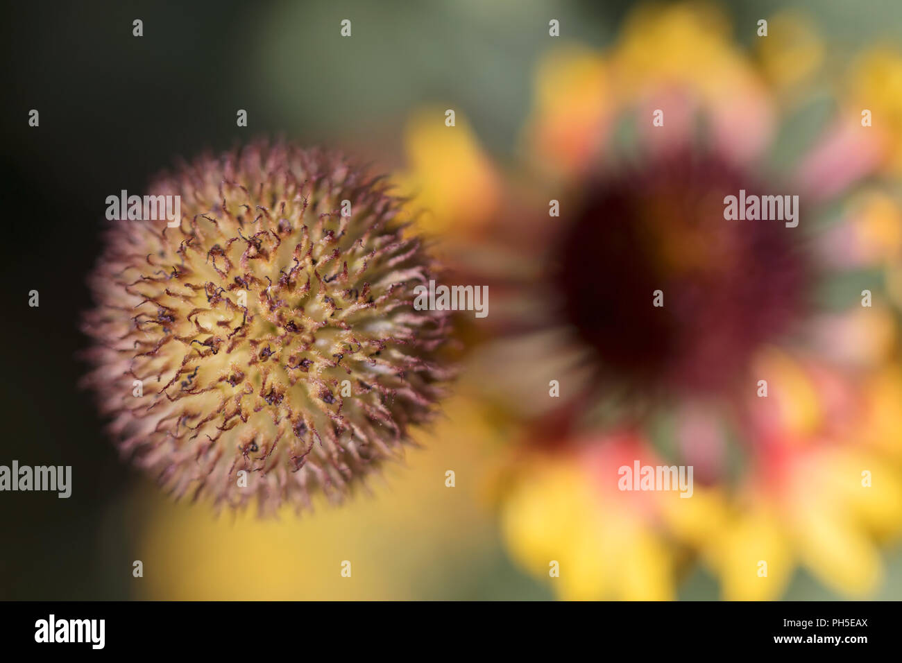 Pollination in plants hi-res stock photography and images - Alamy