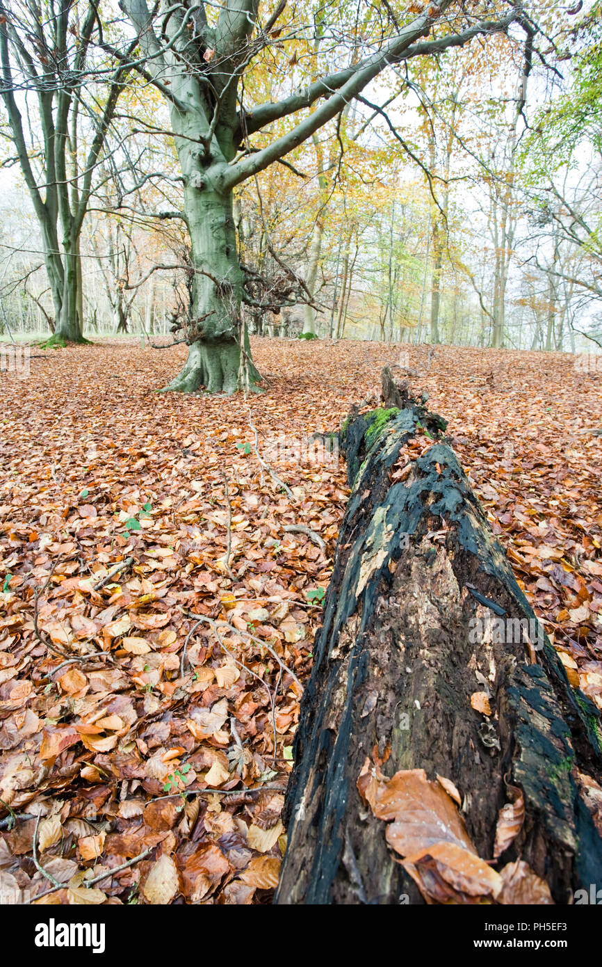 Beech tree Fagus sylvatica, fallen beech tree in woodland Stock Photo ...