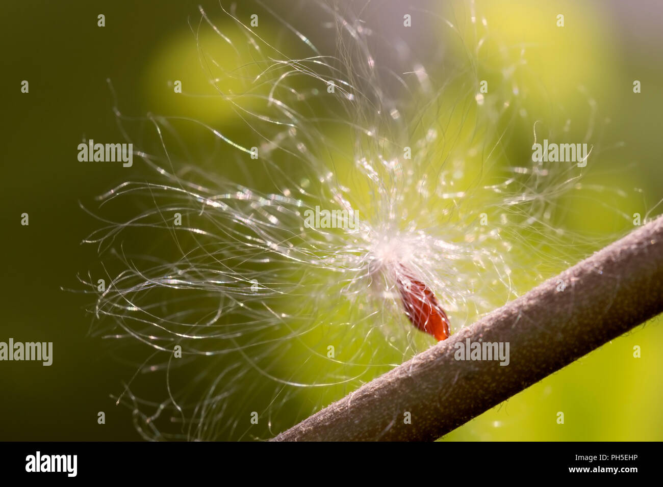 Fluffy Seed of Scarlet Milkweed Plant Stock Photo - Alamy