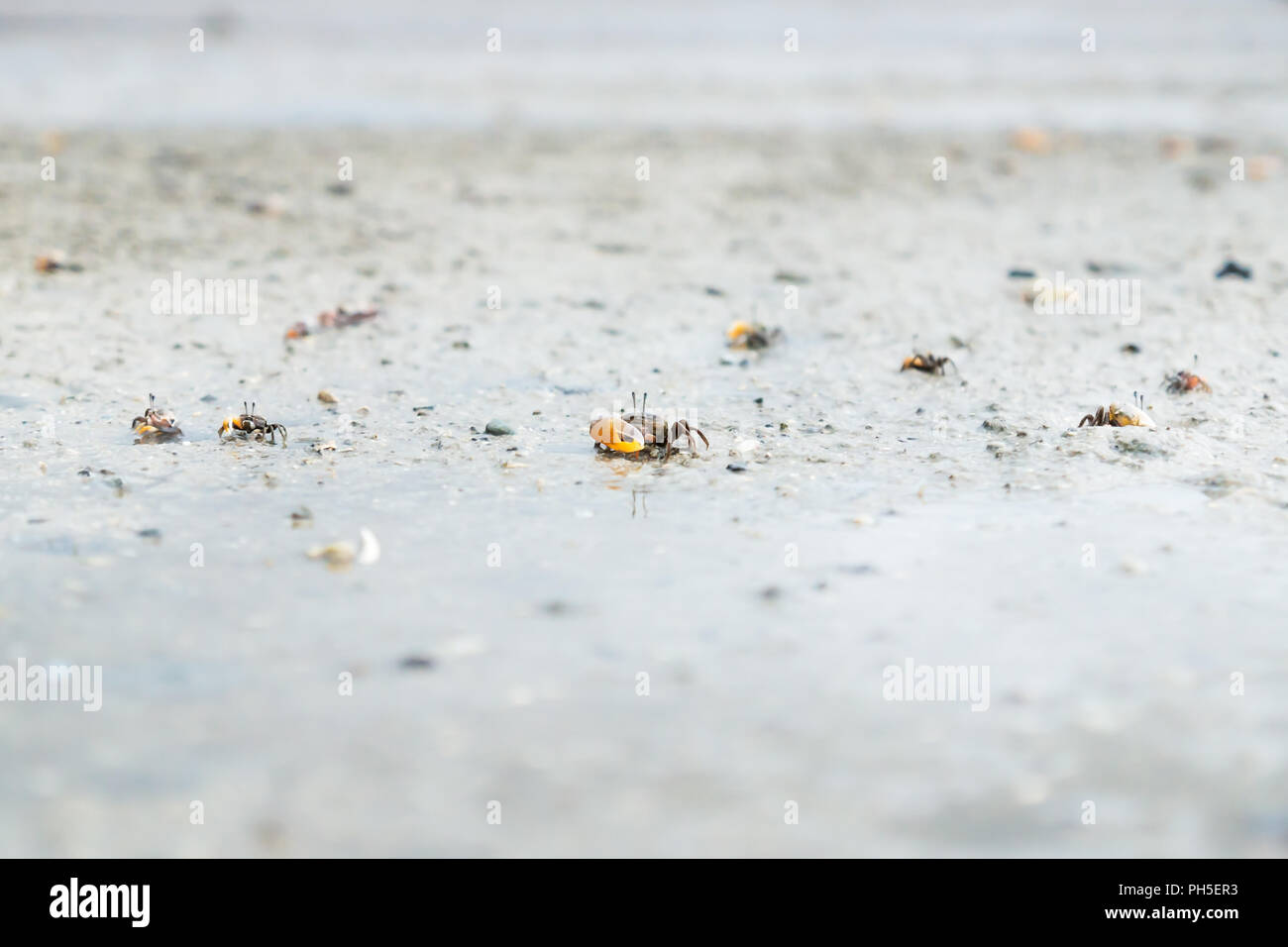 Army crab hi-res stock photography and images - Alamy
