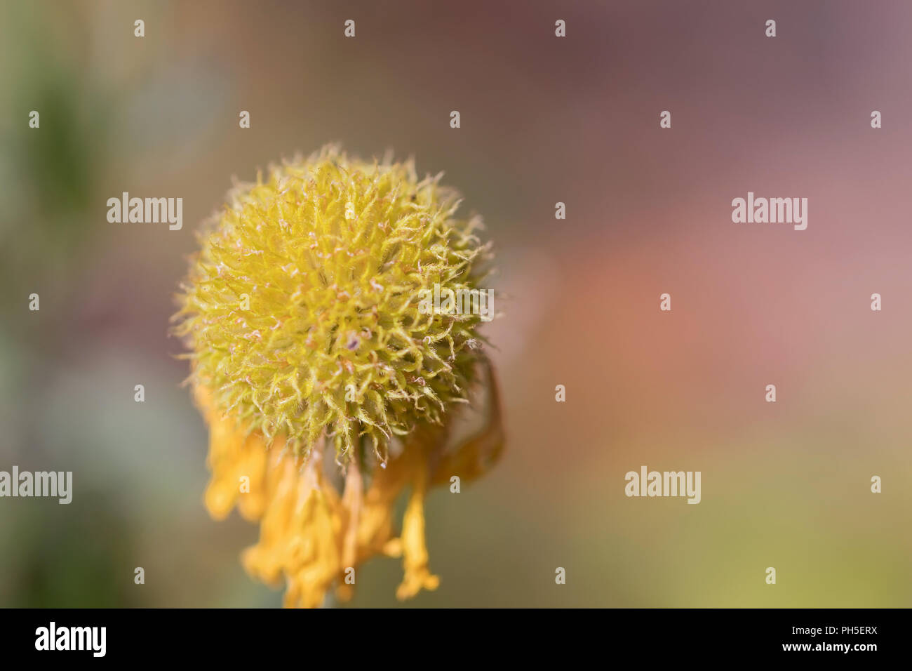 India flower pollination hi-res stock photography and images - Alamy