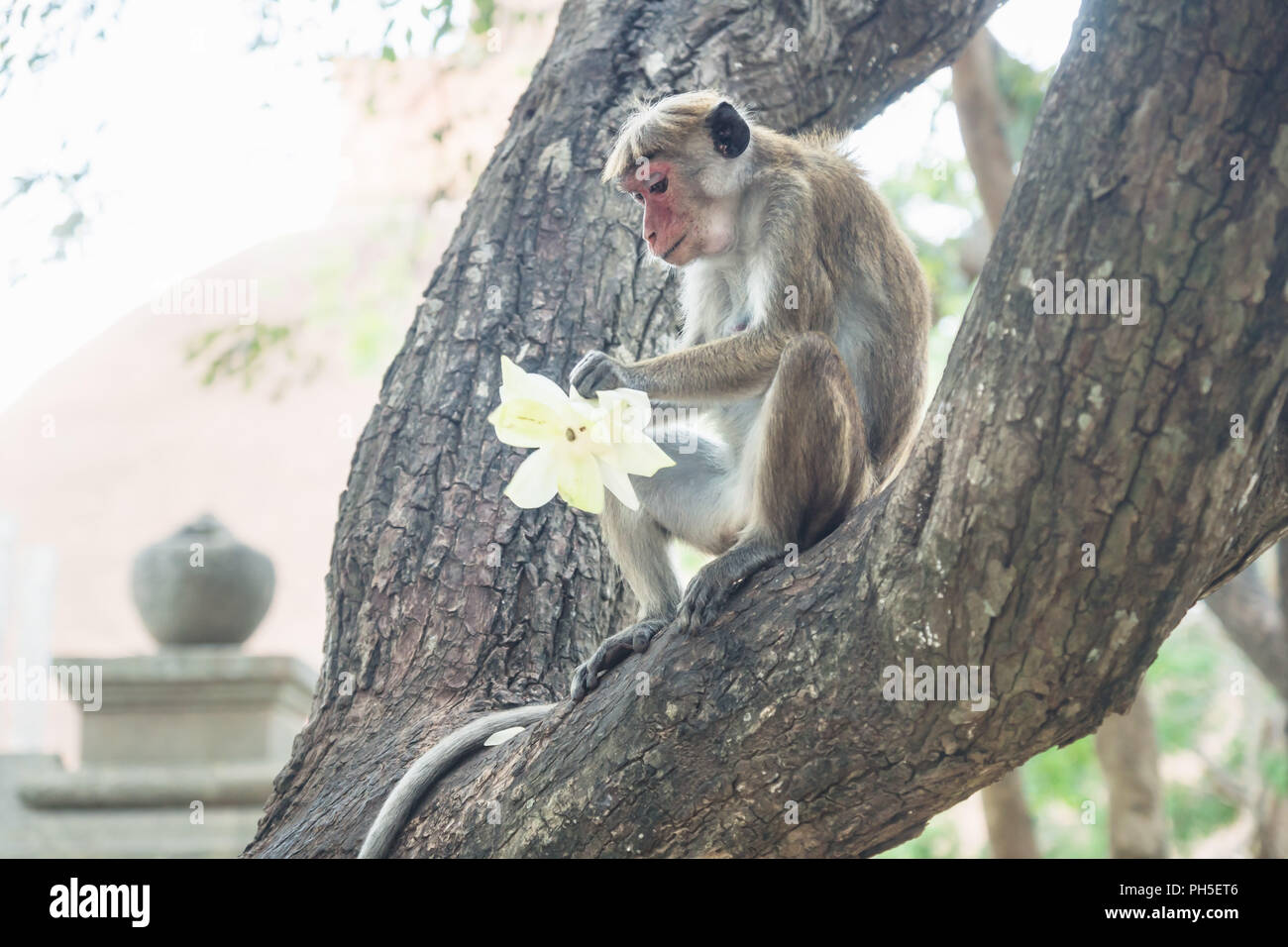 Monkey eating the lotus offering at a temple in Anuradhapura, Sri Lanka ...