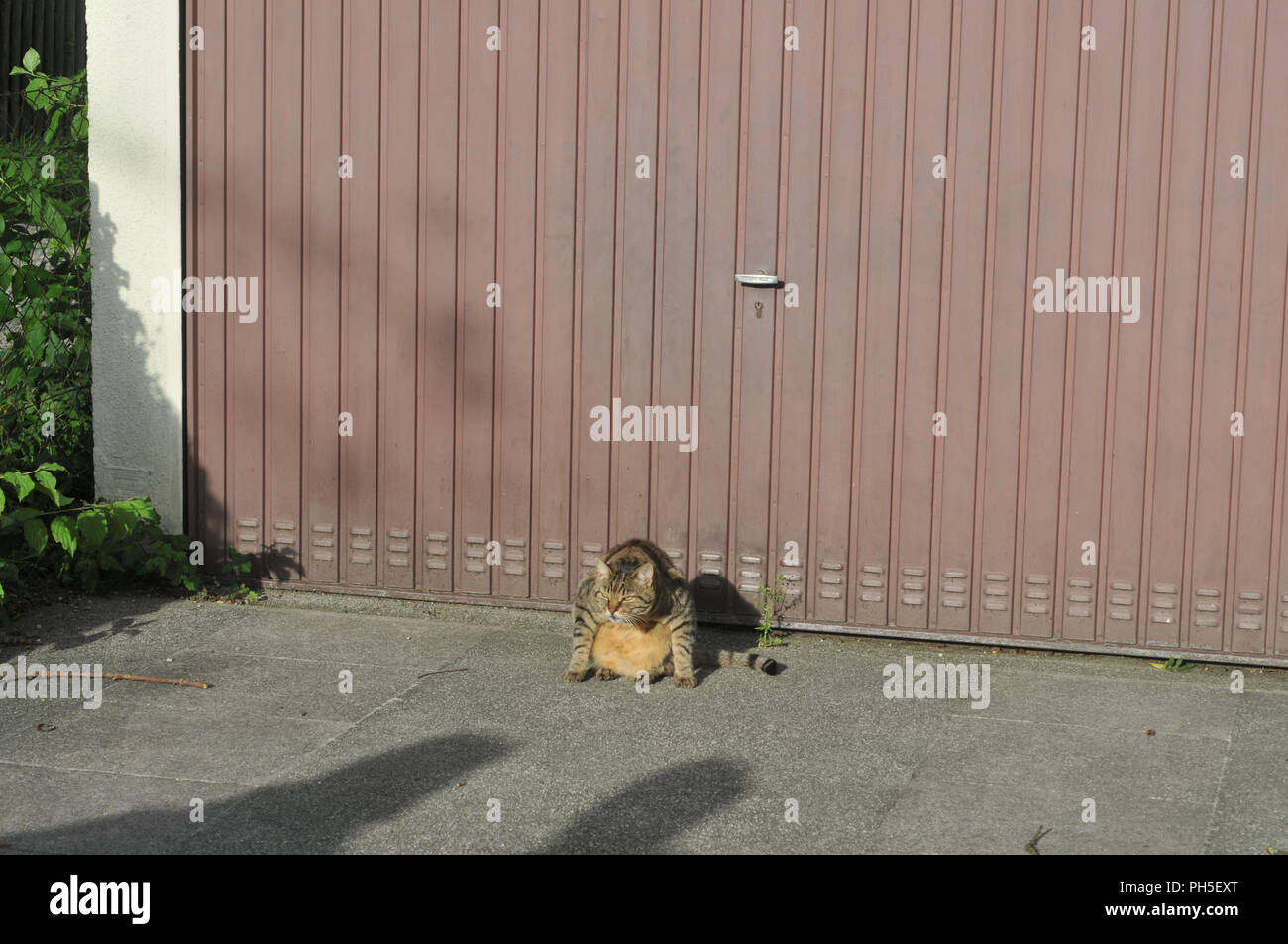 angry cat sitting in front of a garage door Stock Photo - Alamy