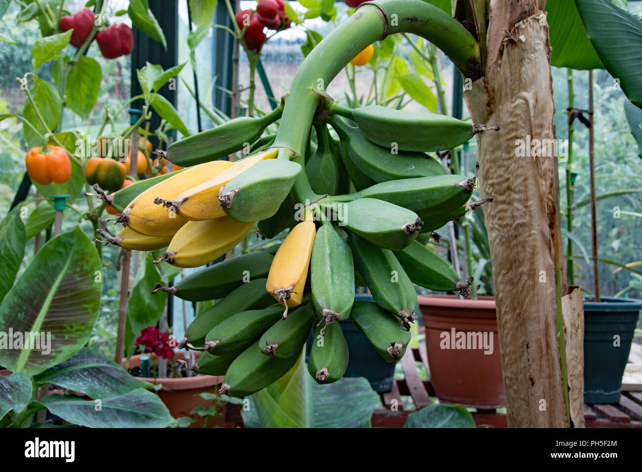 English grown bananas - Musa rajapuri Stock Photo - Alamy