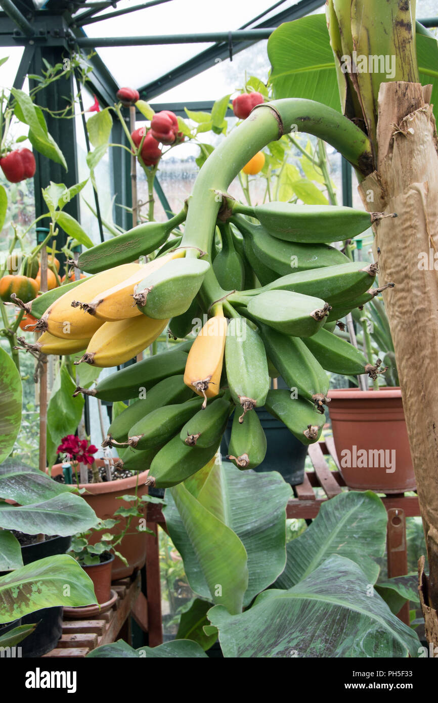 English grown bananas - Musa rajapuri Stock Photo - Alamy