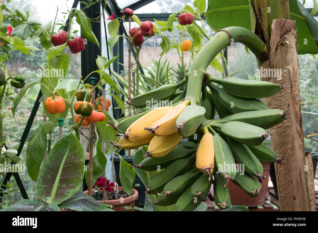 English grown bananas - Musa rajapuri Stock Photo - Alamy