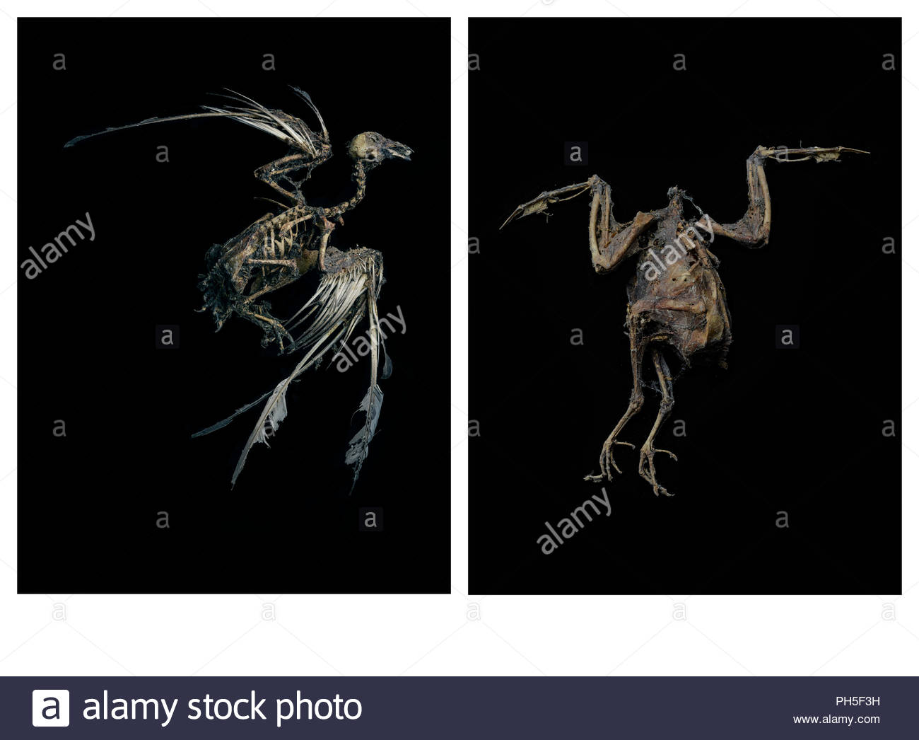 Bird Skeleton Stock Photos & Bird Skeleton Stock Images - Alamy
