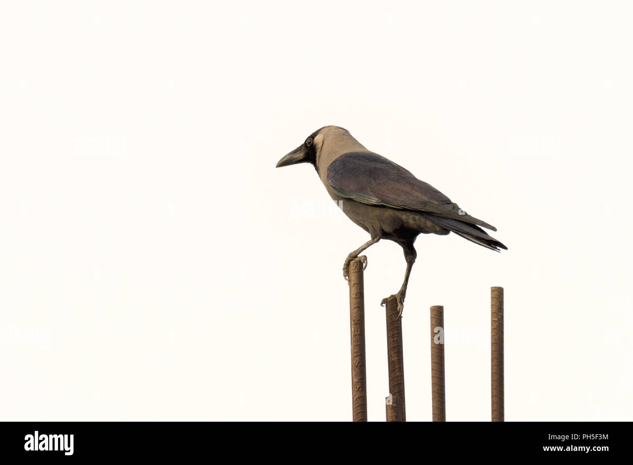 Single bird in a frame hi-res stock photography and images - Alamy