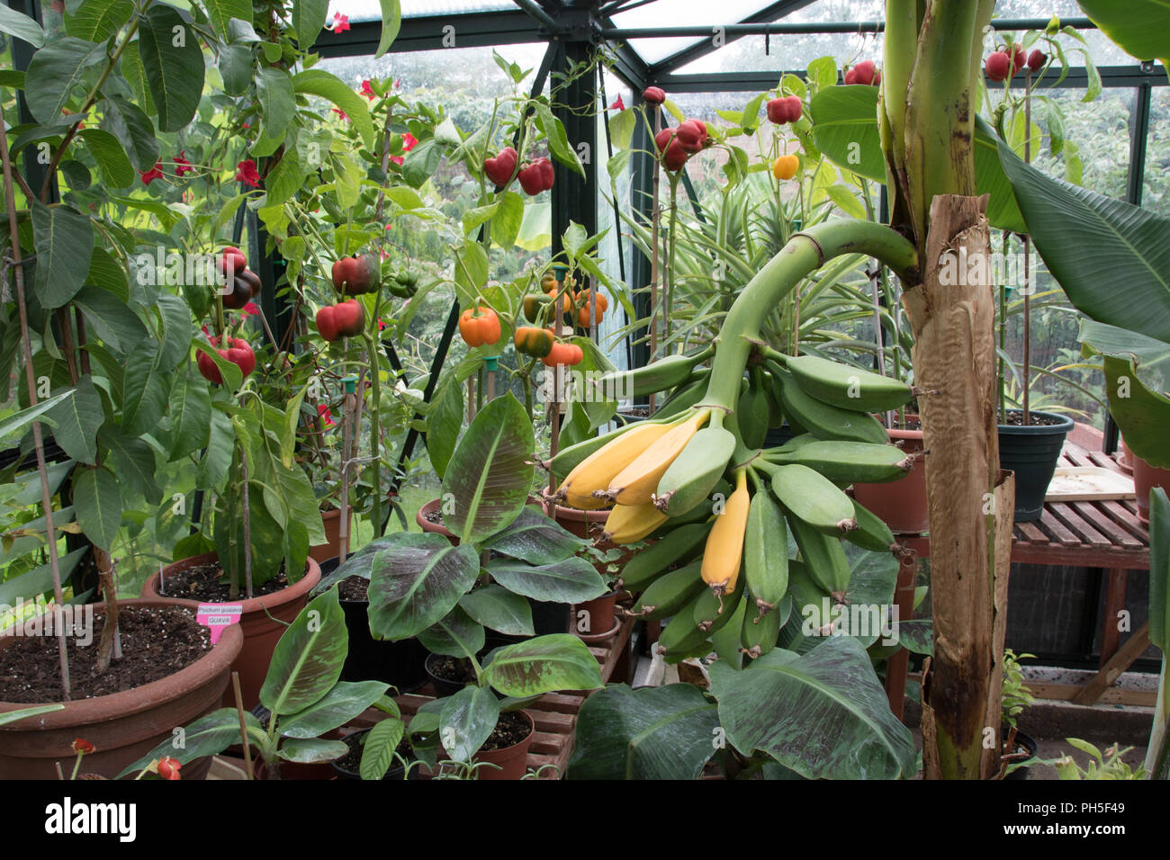 Musa rajapuri hi-res stock photography and images - Alamy