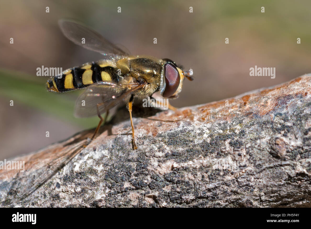 Close up of hoverfly hi-res stock photography and images - Alamy